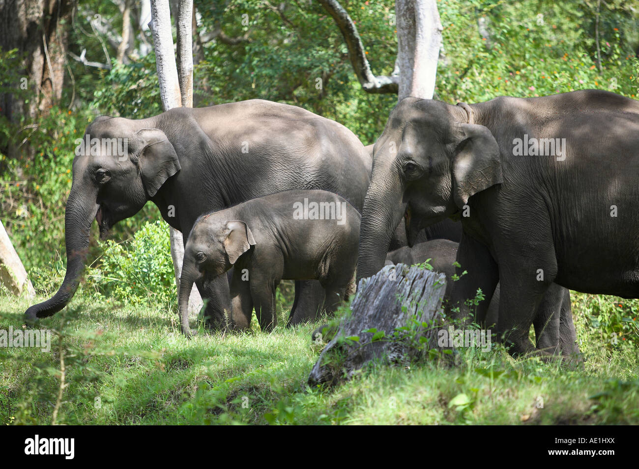 Group of Wild elephants, at Mudumalai, Tamilnadu, India Stock Photo - Alamy
