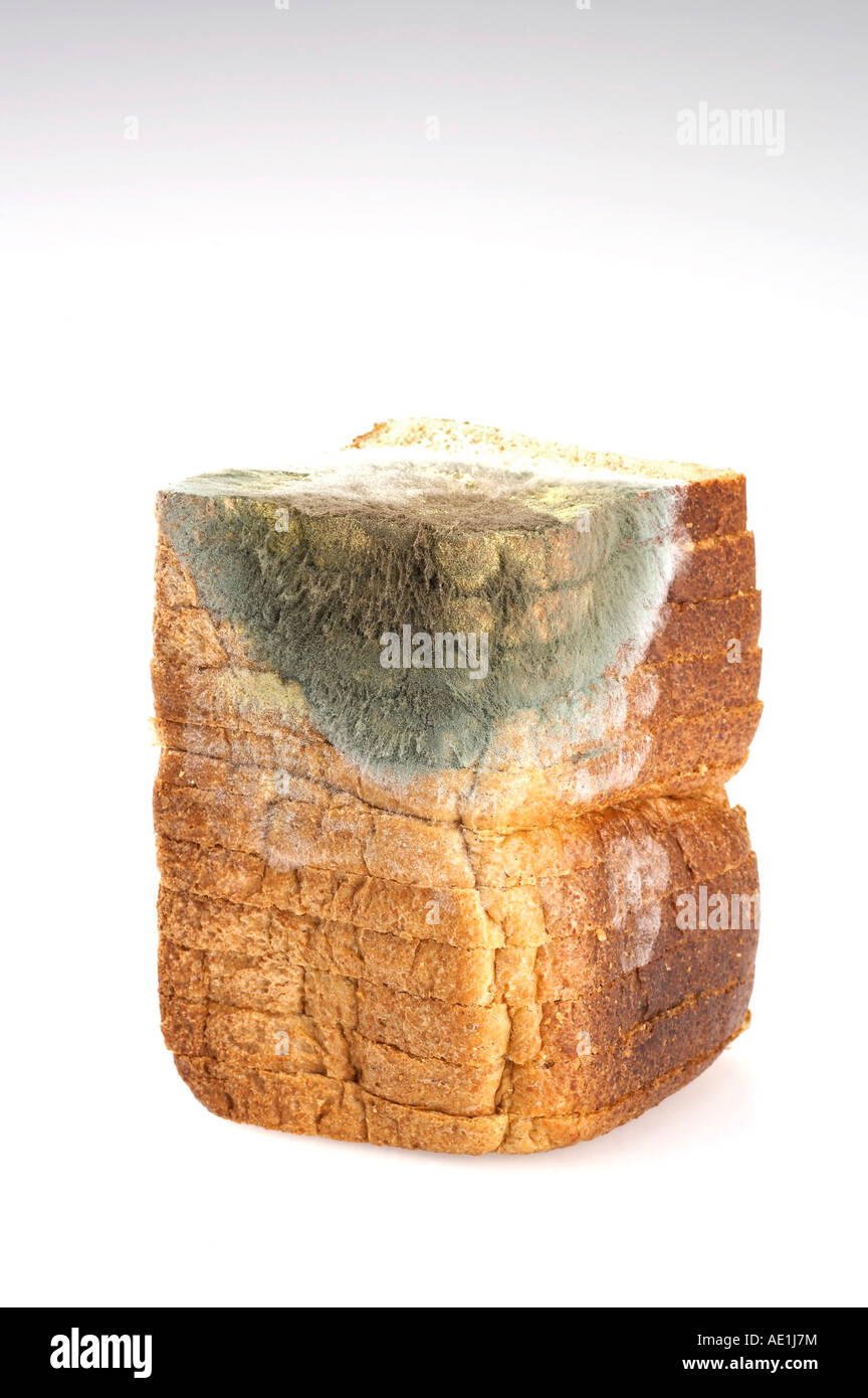 Penicillium fungus on bread hi-res stock photography and images - Alamy