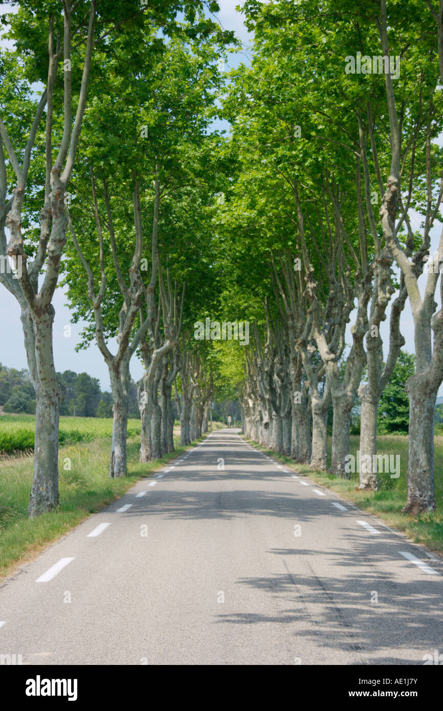 Mature plane trees hi-res stock photography and images - Alamy