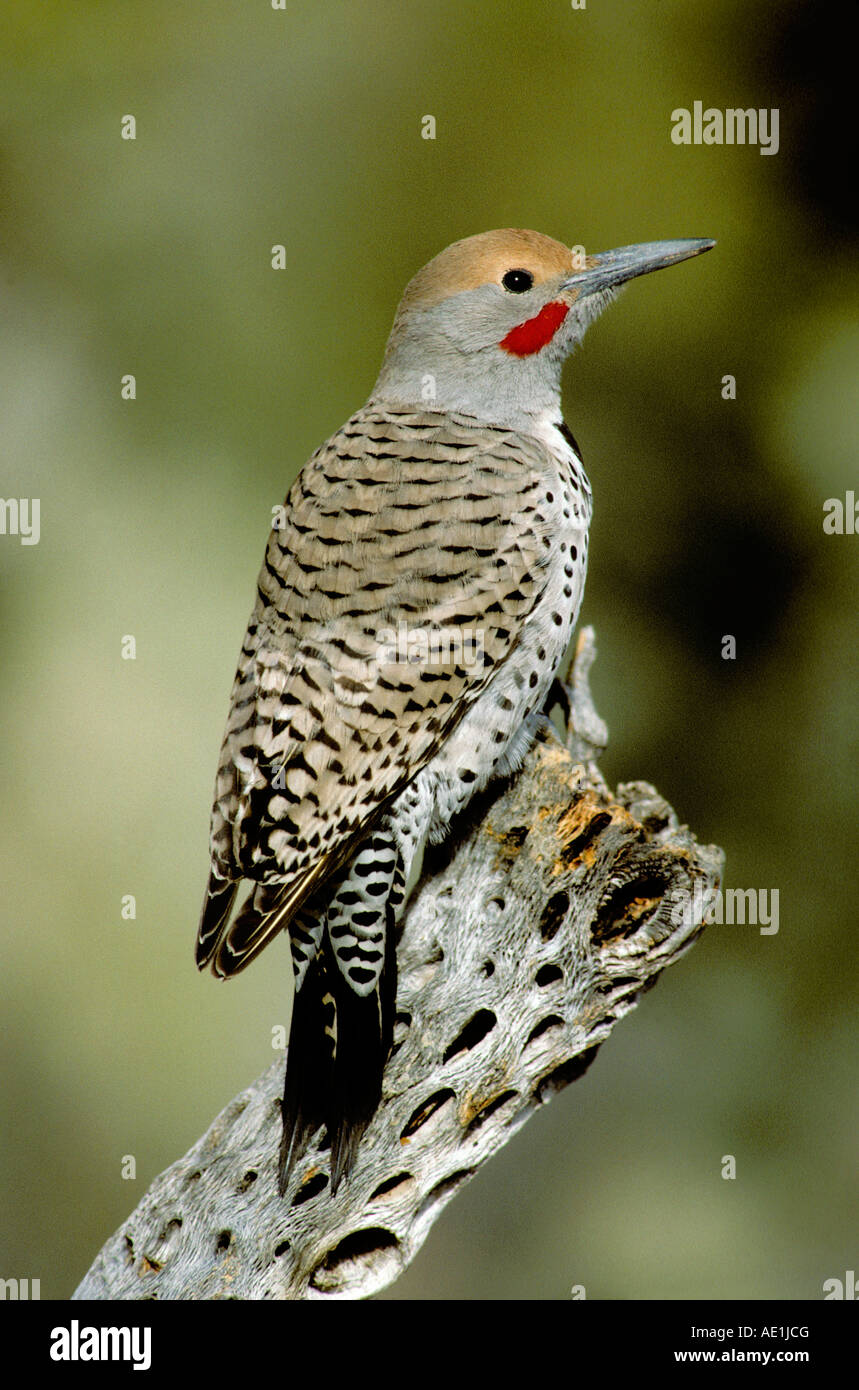 Gilded Flicker Colaptes auratus Tucson Pima Co ARIZONA United States ...