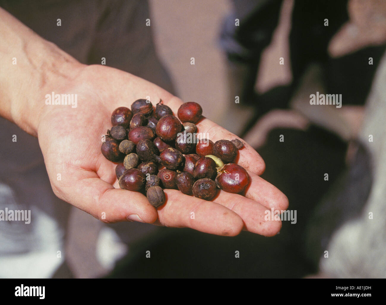 Hand picked coffee beans hi-res stock photography and images - Alamy
