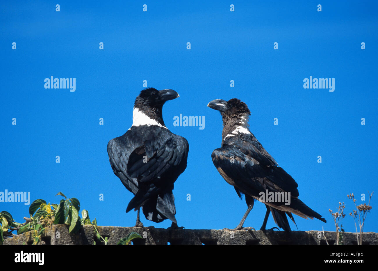 Raven couple hi-res stock photography and images - Alamy