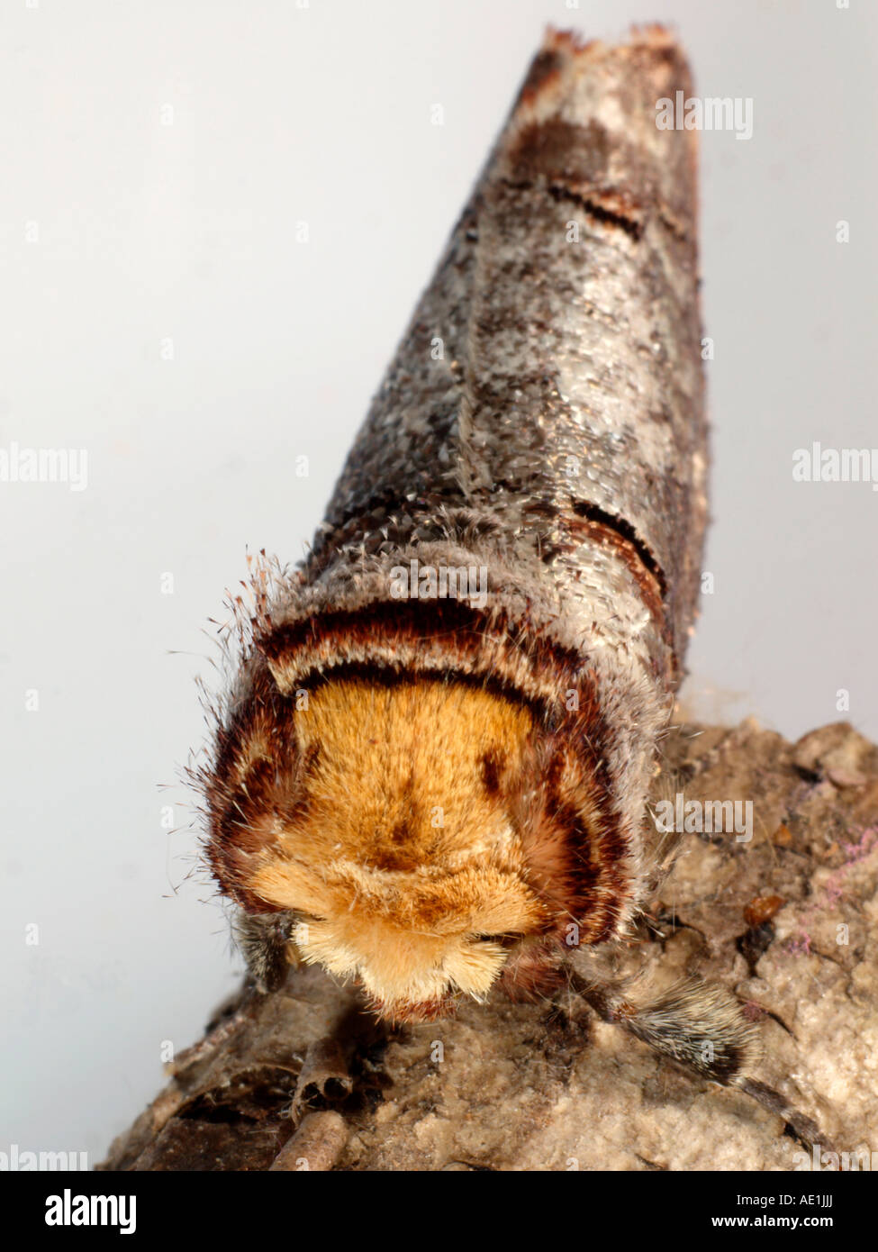 Moth legs hi-res stock photography and images - Alamy