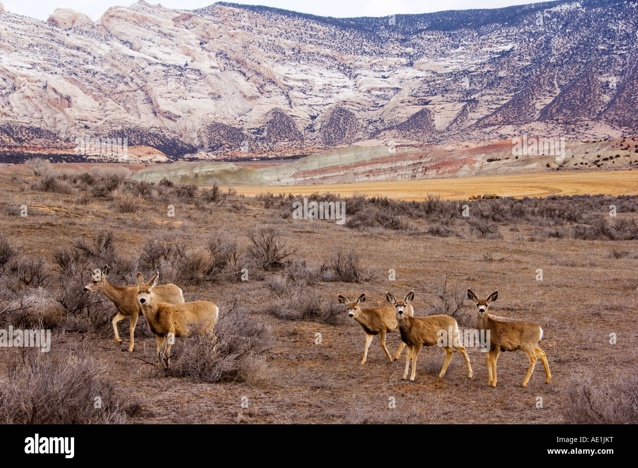 USA Utah Dinosaur National Monument, USA Utah Dinosaur National ...