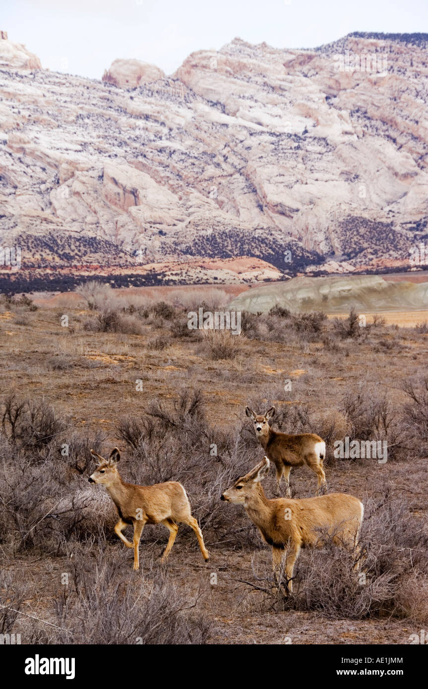 USA Utah Dinosaur National Monument, wild deer, Dinosaur contains the ...