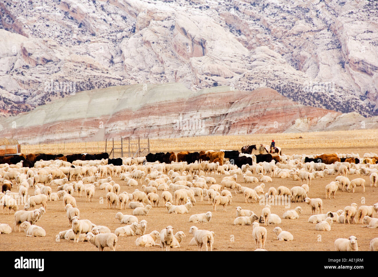 USA Utah Dinosaur National Monument, Sheep Ranch Dinosaur contains the ...