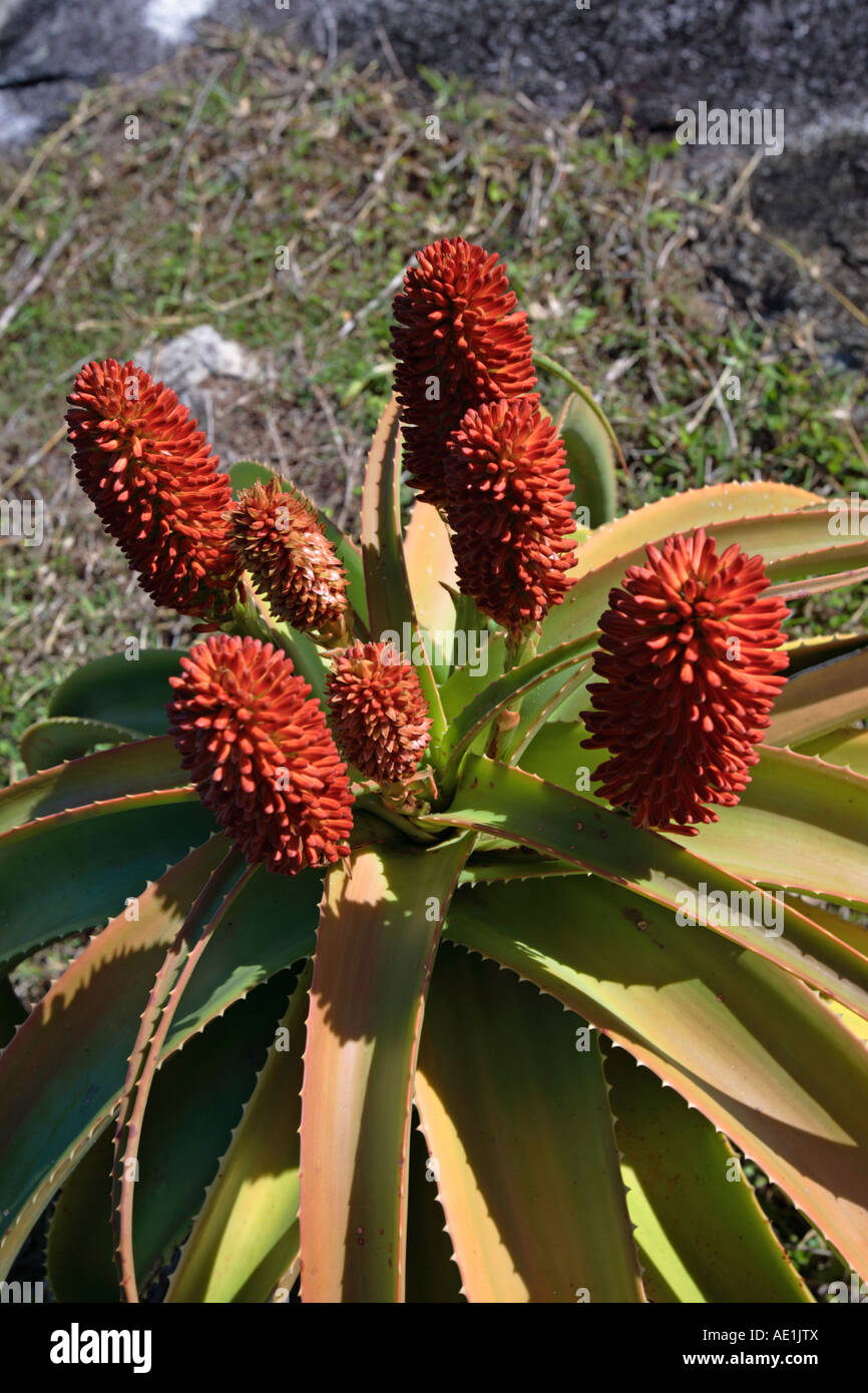 Aloe plant, Madagascar Stock Photo - Alamy