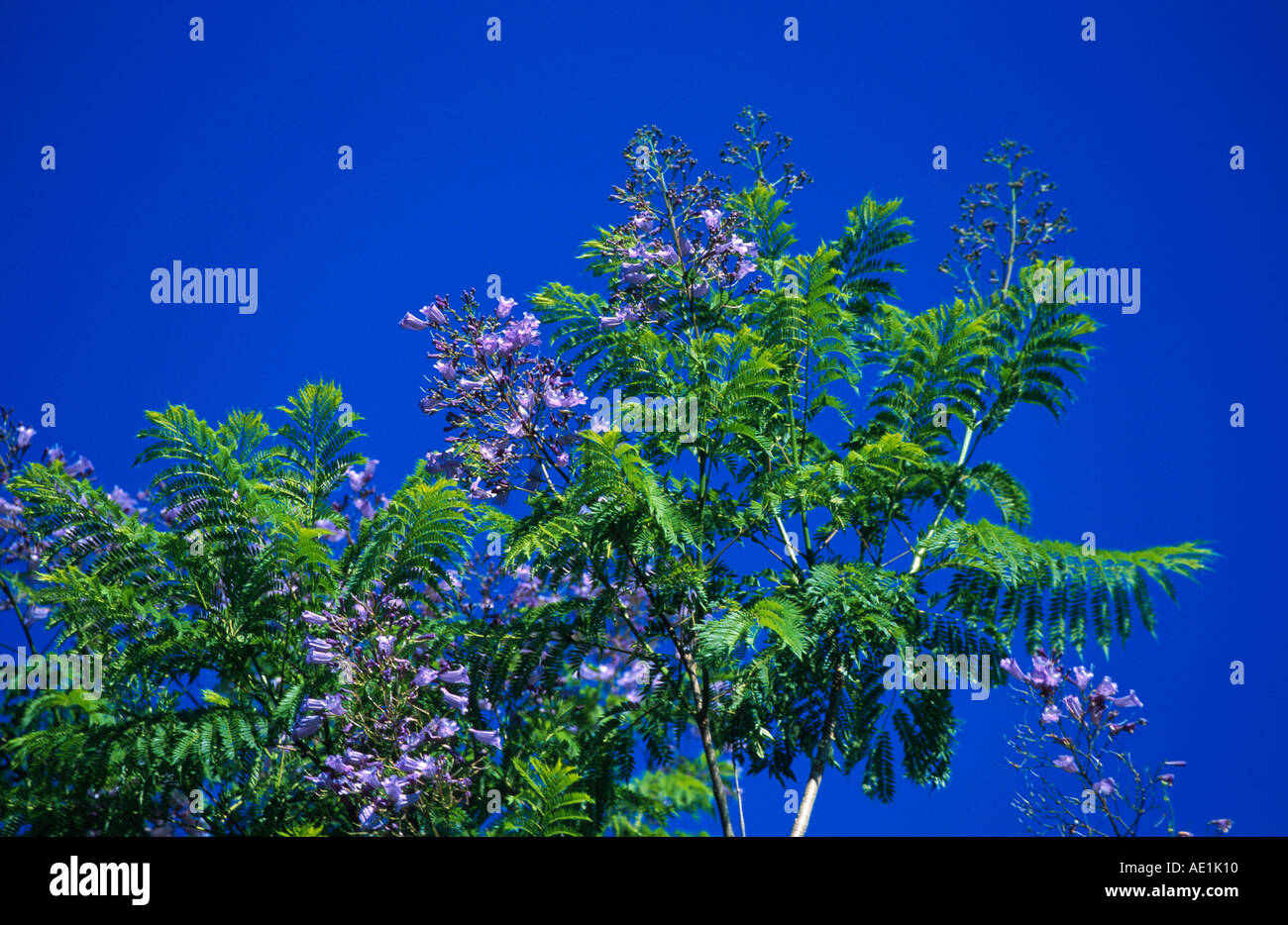 jacaranda (Jacaranda mimosifolia), branch with violett blossoms Stock ...