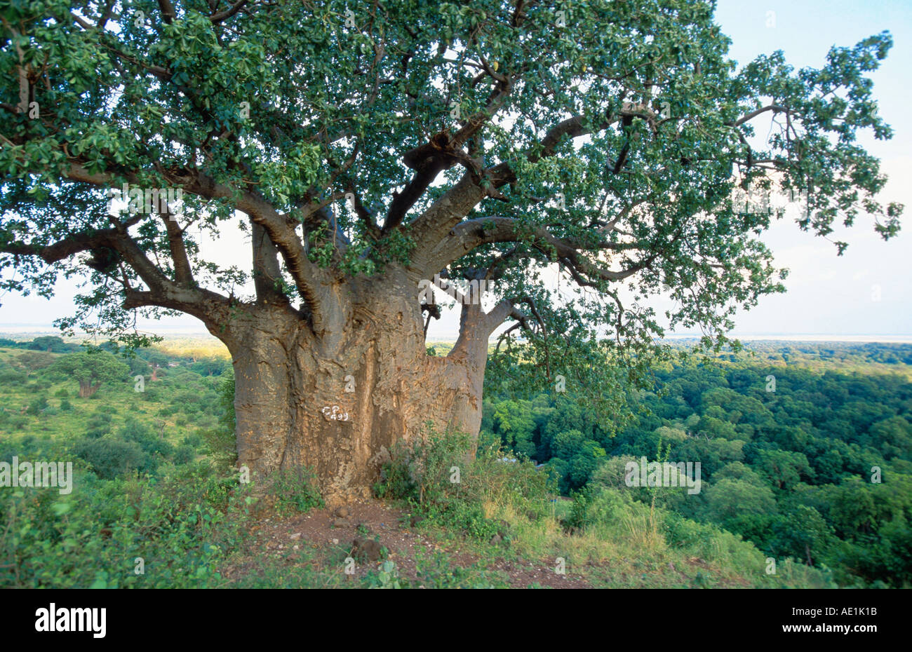 baobab, monkey bread, monkey tamarind (Adansonia digitata Stock Photo ...