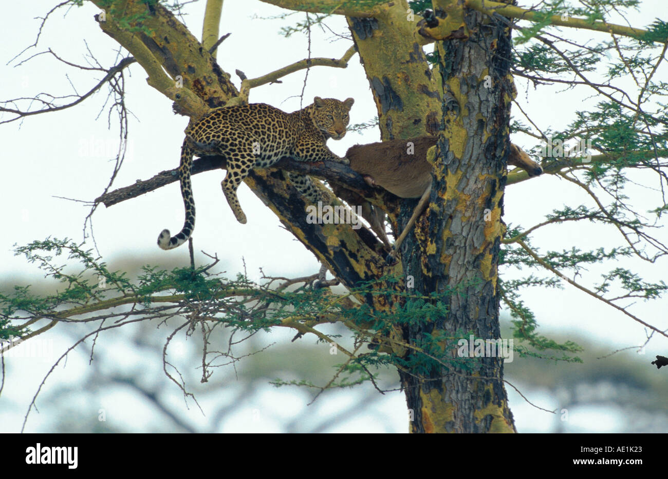leopard (Panthera pardus), with caught impala in acacia Stock Photo - Alamy