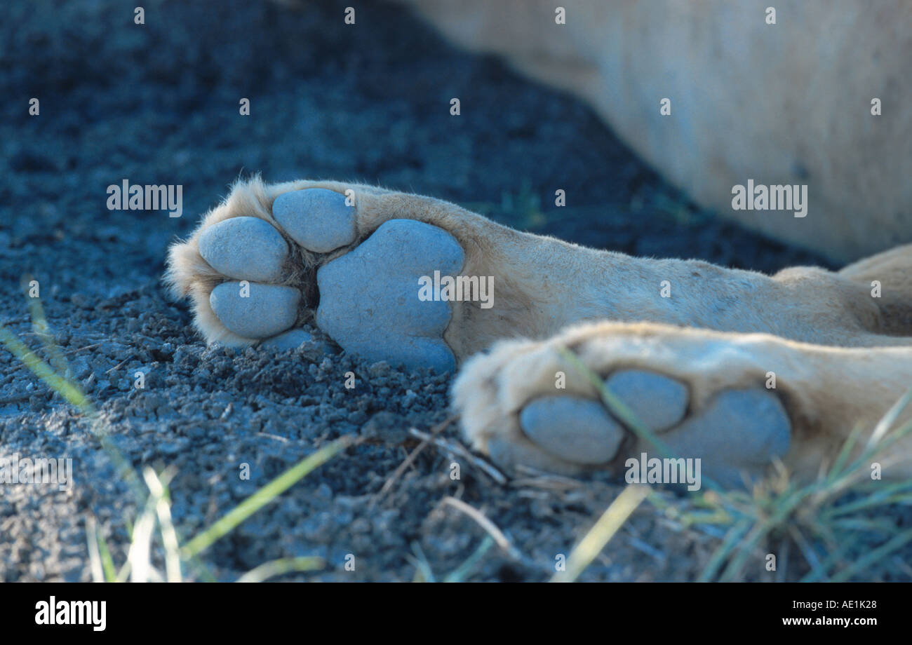Paws of lion hi-res stock photography and images - Alamy