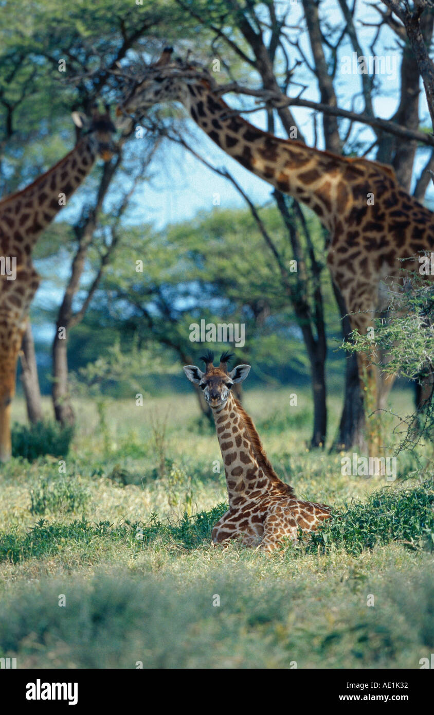 Masai giraffe (Giraffa camelopardalis tippelskirchi), young lying in ...