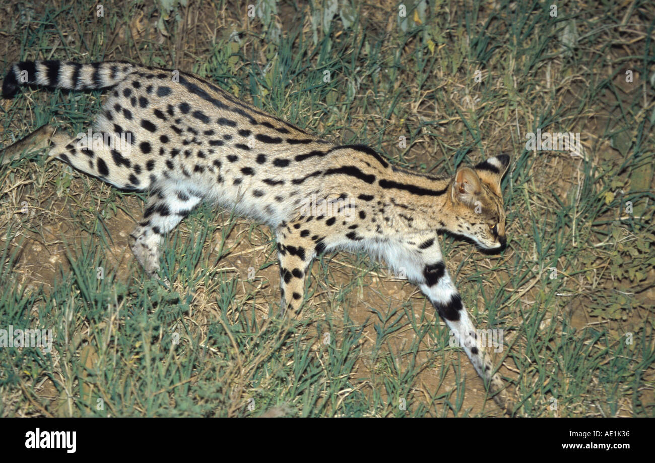 serval (Leptailurus serval, Felis serval), side view, Tanzania Stock ...
