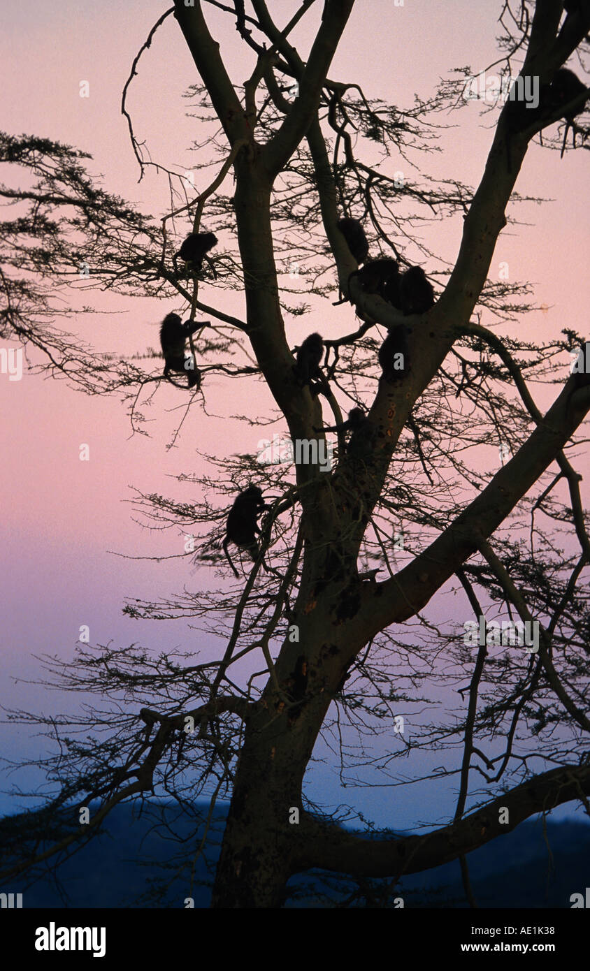 yellow baboon, savannah baboon, anubius baboon, olive baboon (Papio ...