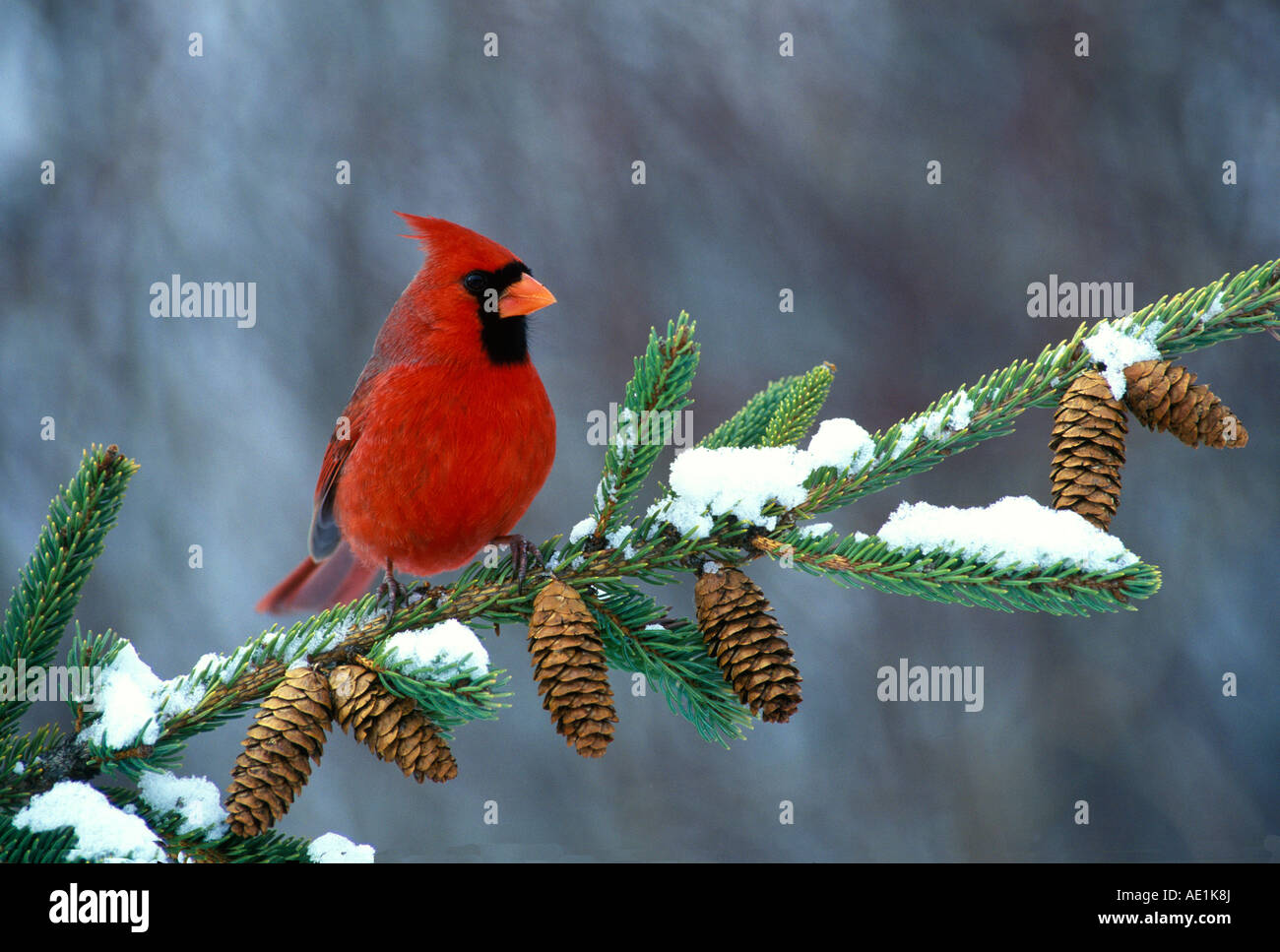 Cardinal hi-res stock photography and images - Alamy