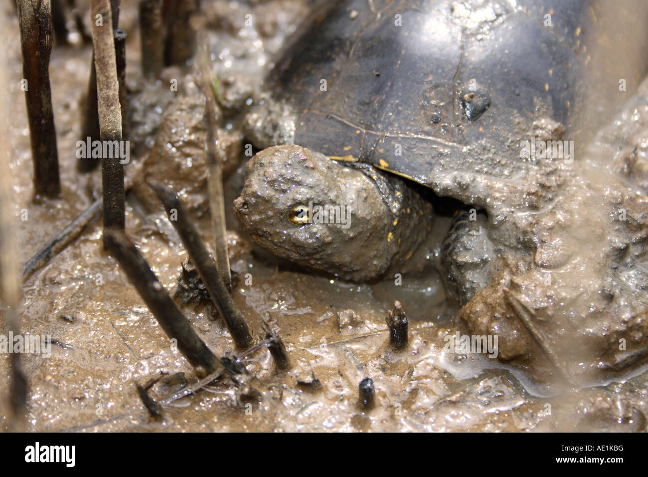 Lump on neck hi-res stock photography and images - Alamy