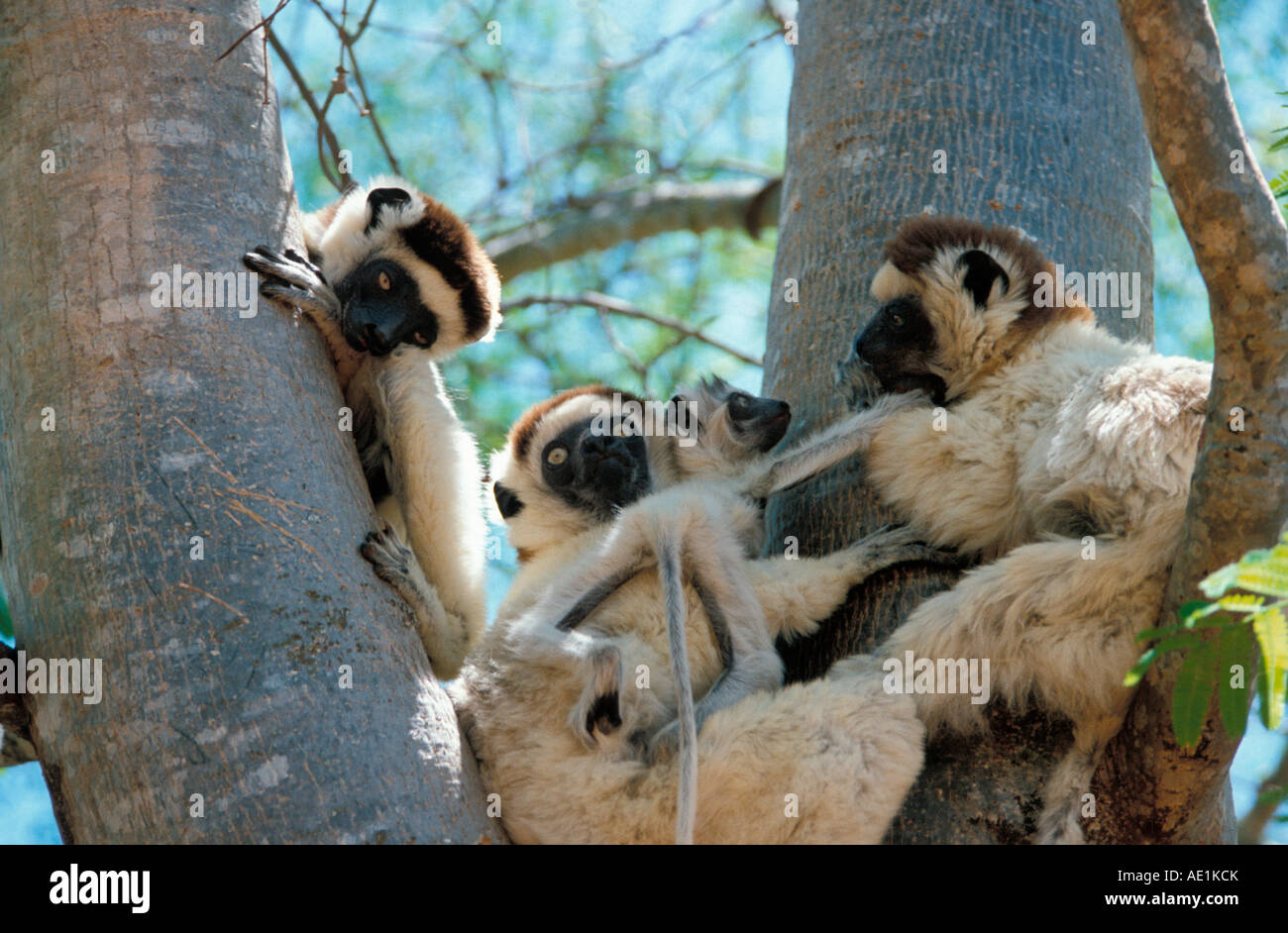 MADAGASCAR PROPITHECUS VERREAUXI le propitheque de verreaux Madacascar ...