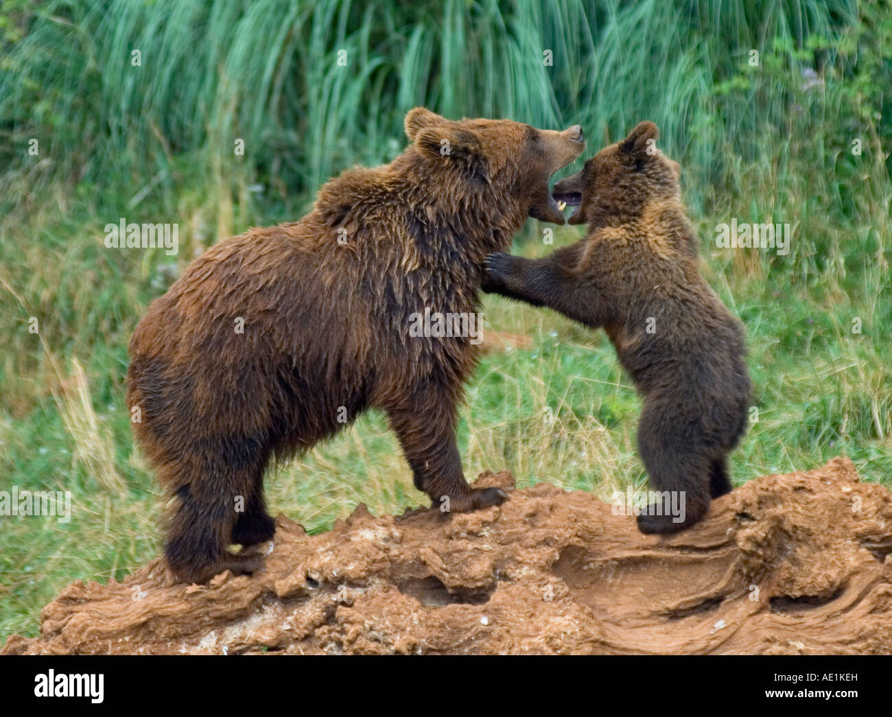 Brown bear mother and cub Stock Photo - Alamy