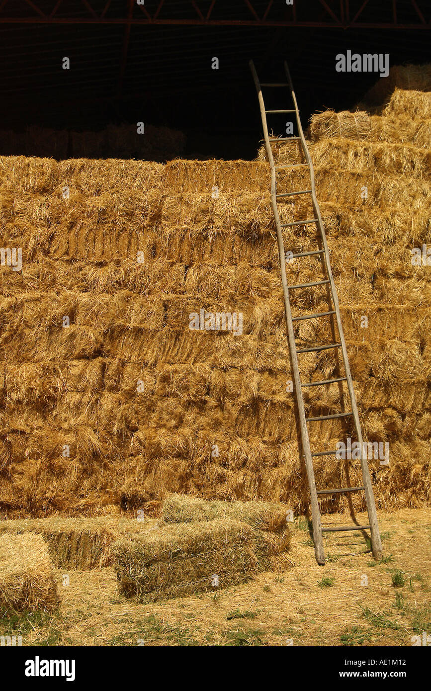 A rustic ladder leans against a stack of freshly cut hay Stock Photo ...
