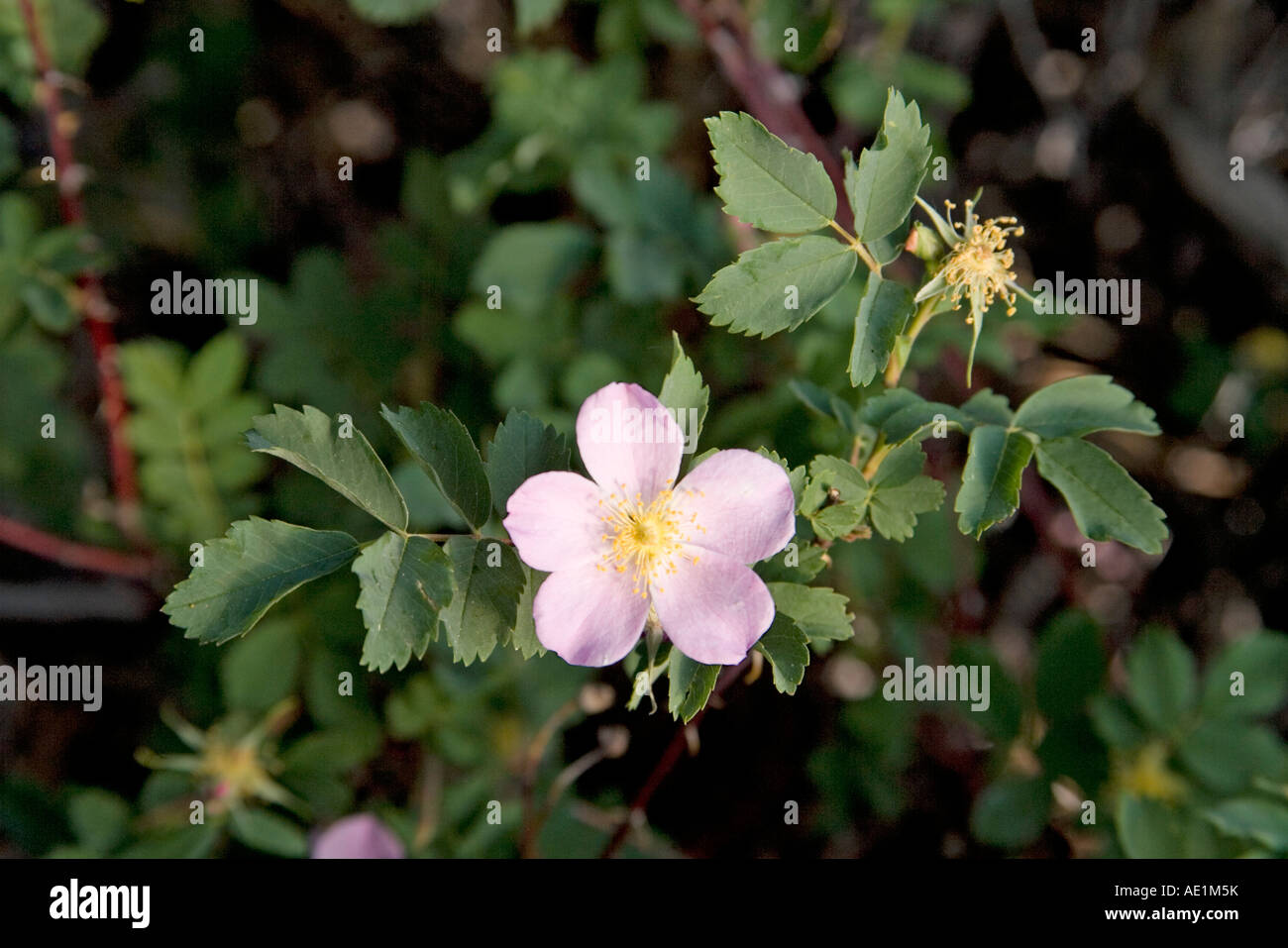 Arizona Rose Rosa woodsii Greer White Mountains Arizona United States ...
