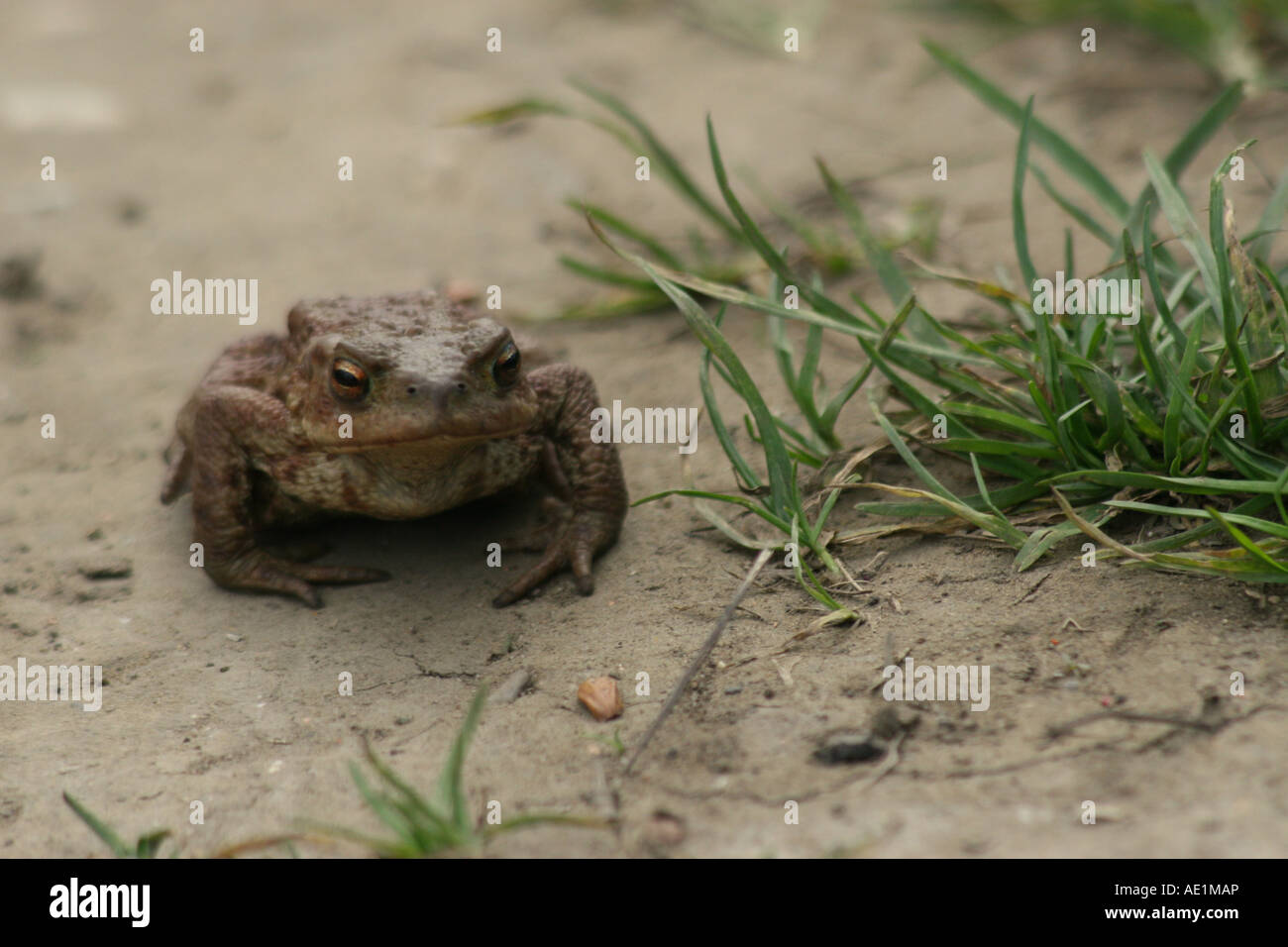 Close up of a wild British frog Stock Photo - Alamy