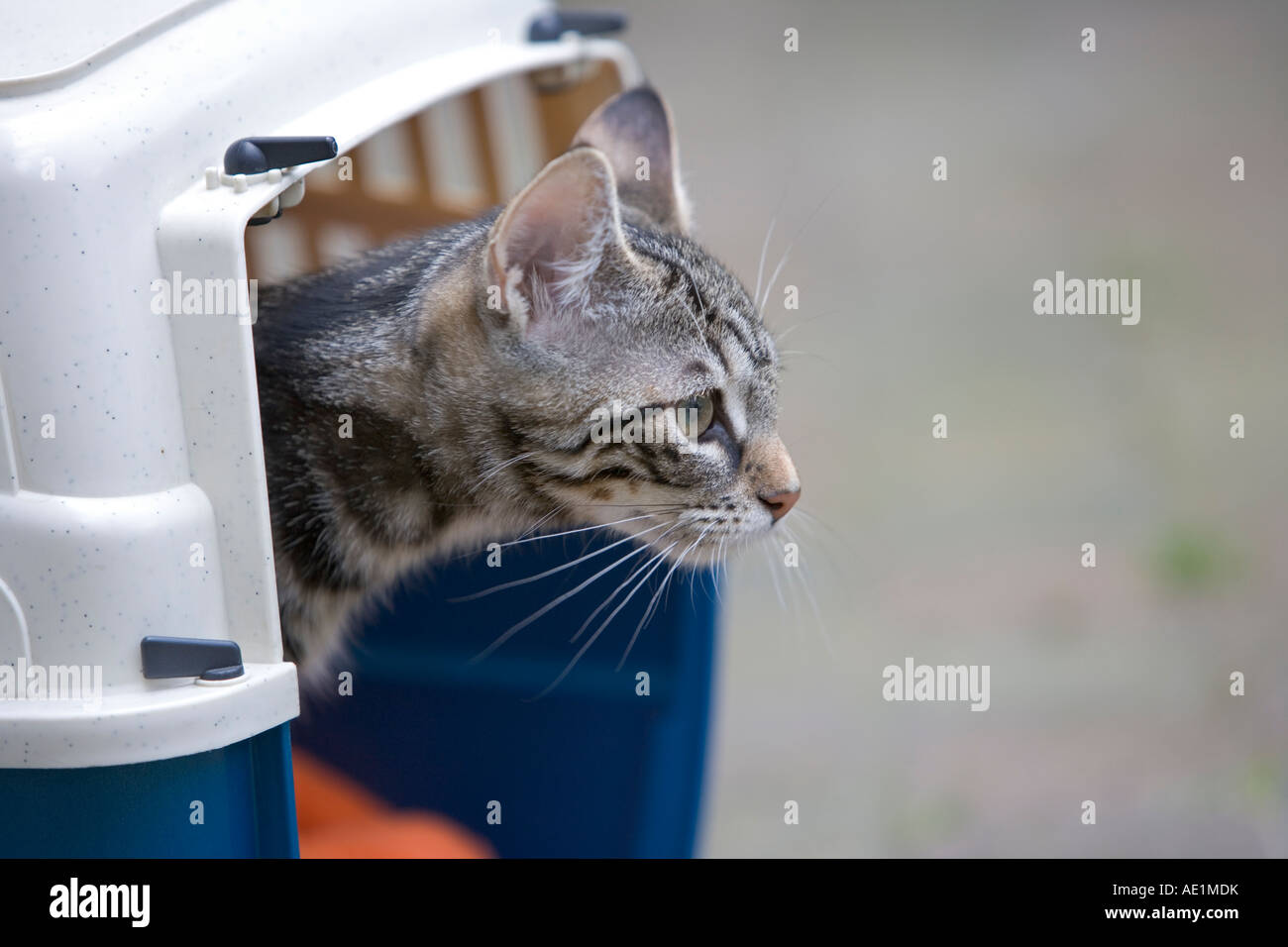 Little kitten coming out a cat box Stock Photo - Alamy