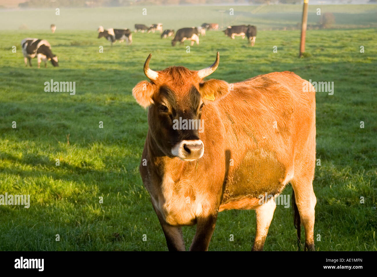 Cheshire brown white and black Fresian and Jersey cows in a field near ...