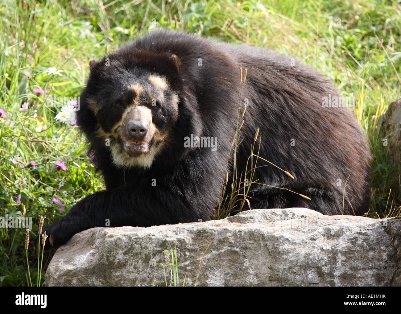 Andean bear wild hi-res stock photography and images - Alamy