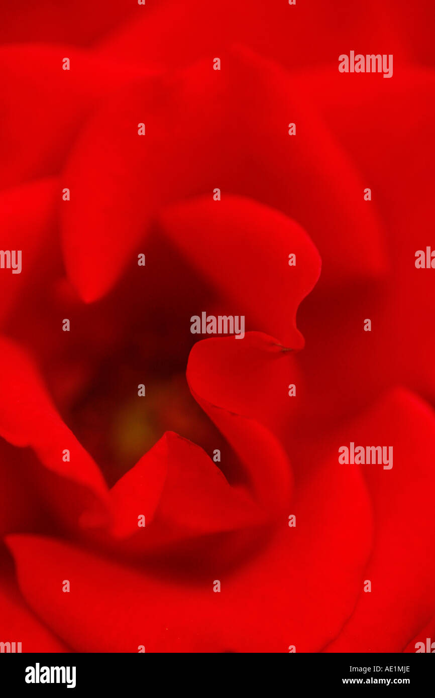 Red Rose rosa sp flower head close up Stock Photo - Alamy