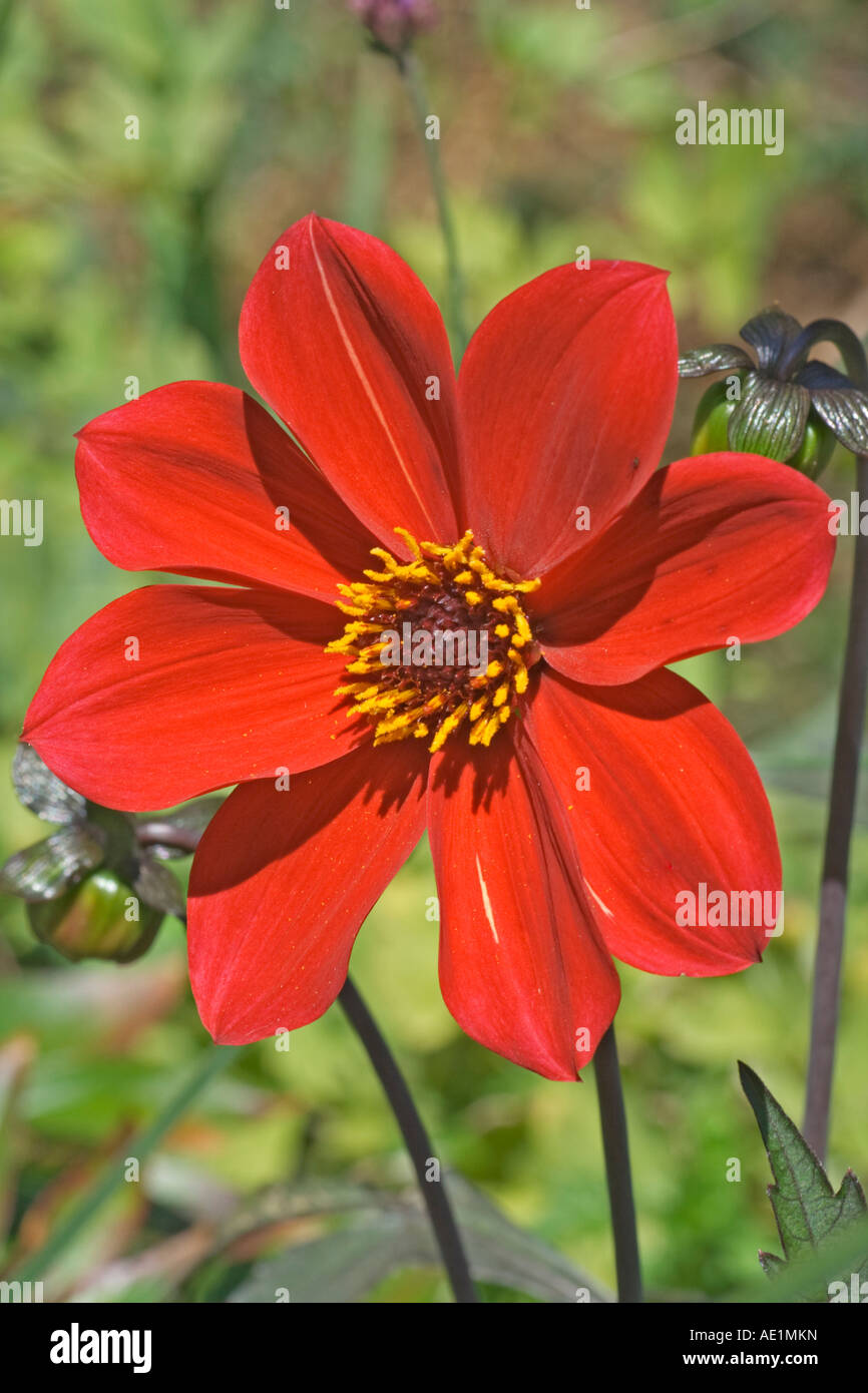 Red dahlia flower Stock Photo - Alamy