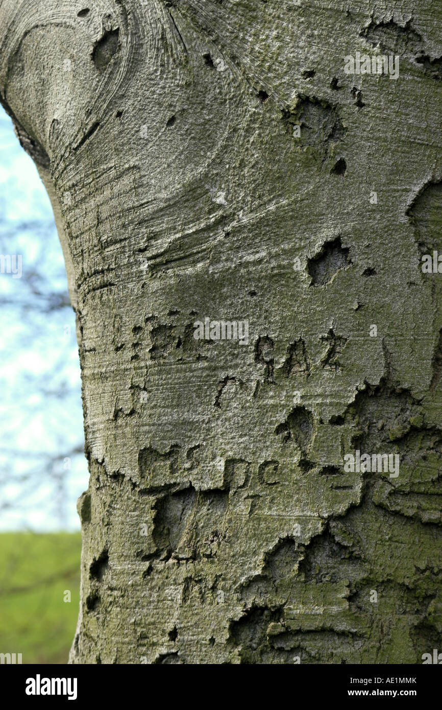 Carved message in tree Stock Photo - Alamy