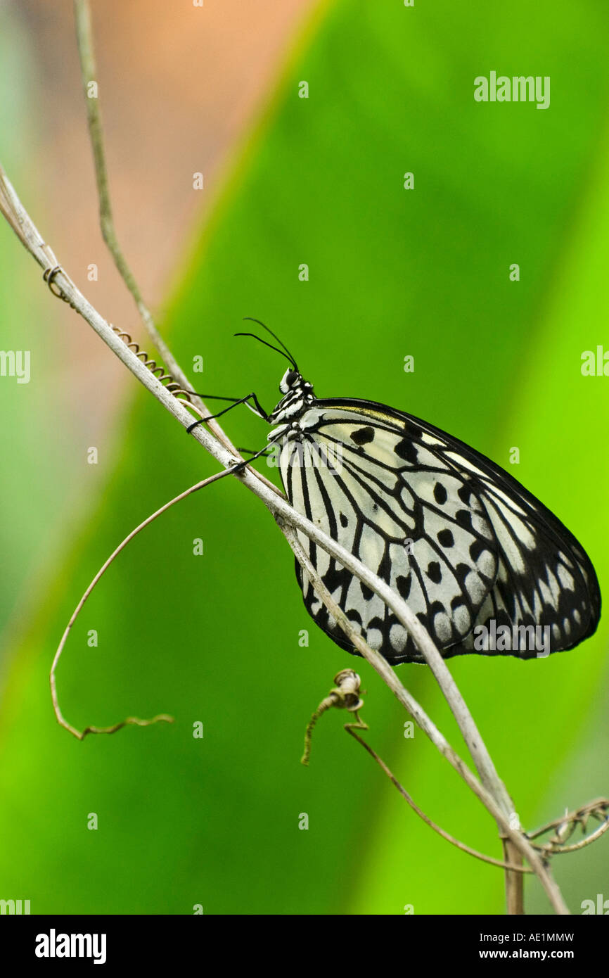 White Tree Nymph Butterfly Stock Photo - Alamy