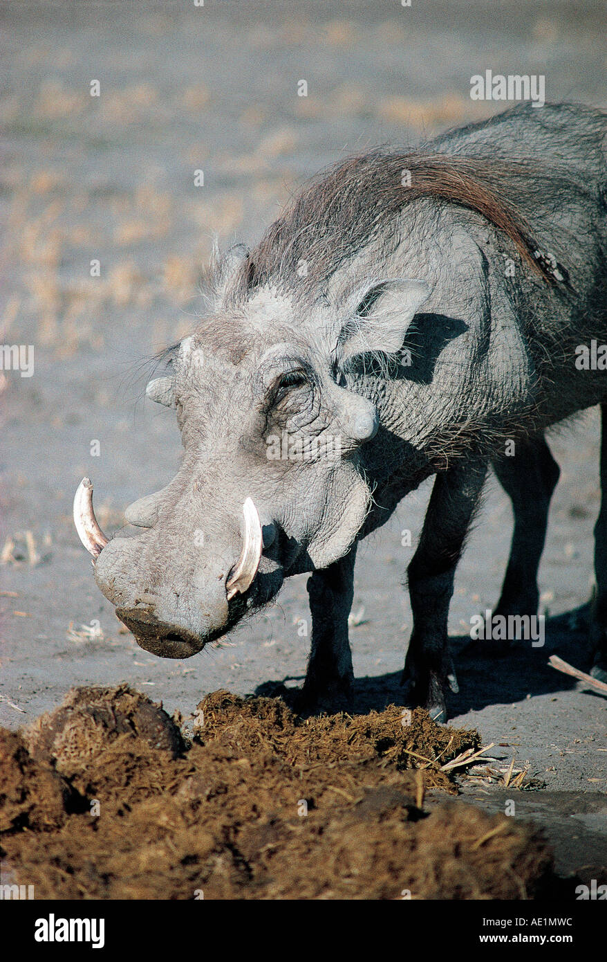 Close up of male Warthog rooting amongst elephant droppings Chobe ...
