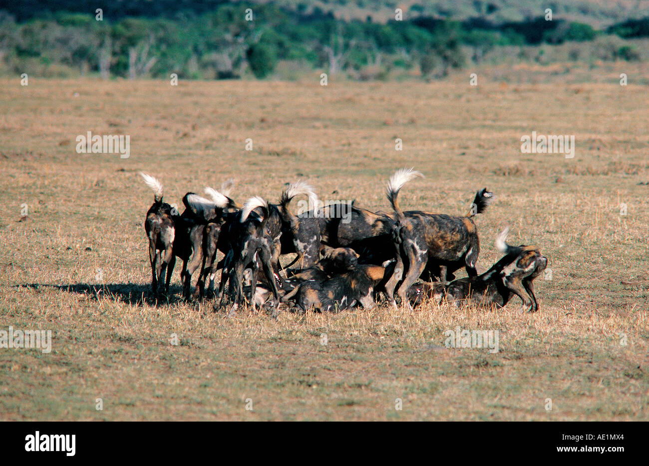African Wild Dogs greet each other prior to a hunt Masai Mara National ...