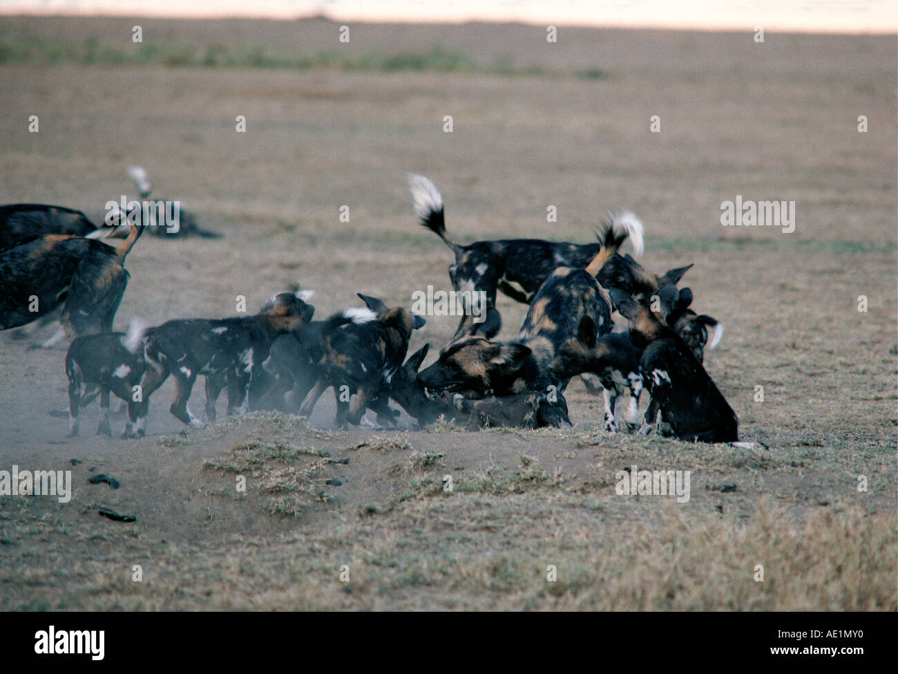 African Wild Dogs socialising with their puppies at the mouth of their ...