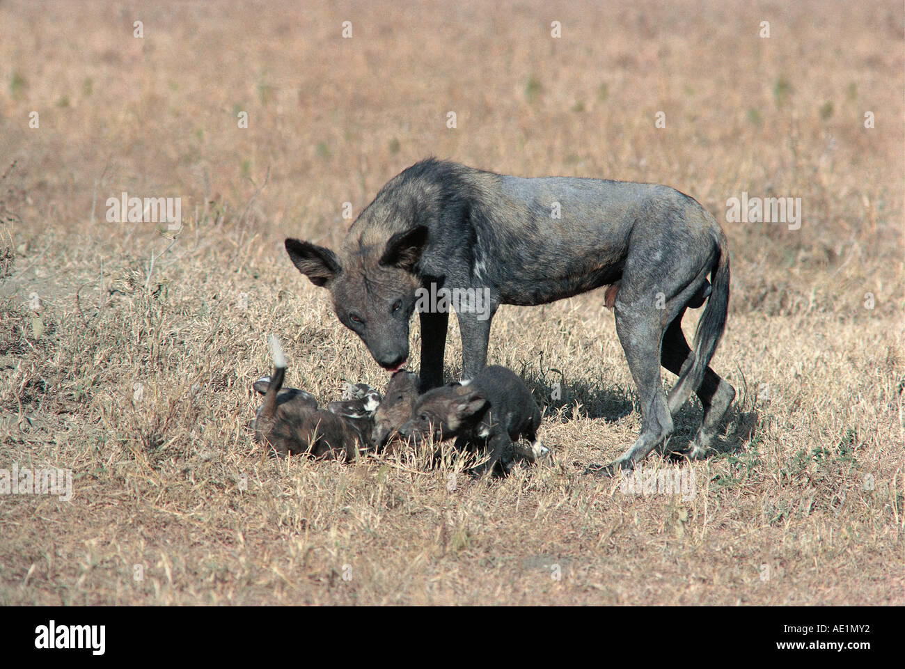 Male African Wild Dogs socialising with his puppies near the mouth of ...