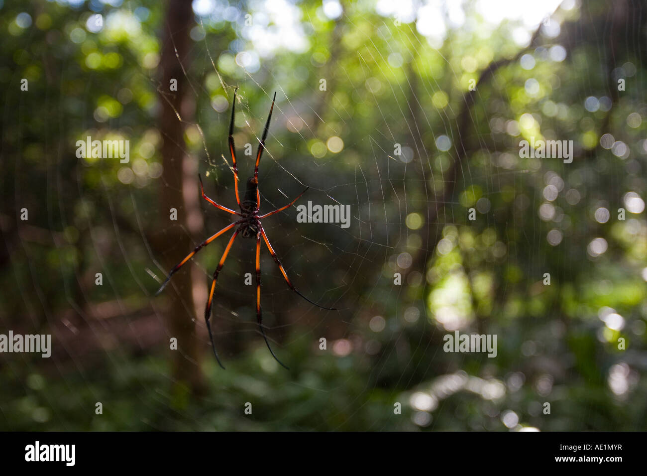 Giant Palm Spider La Digue Island The Seychelles Stock Photo - Alamy