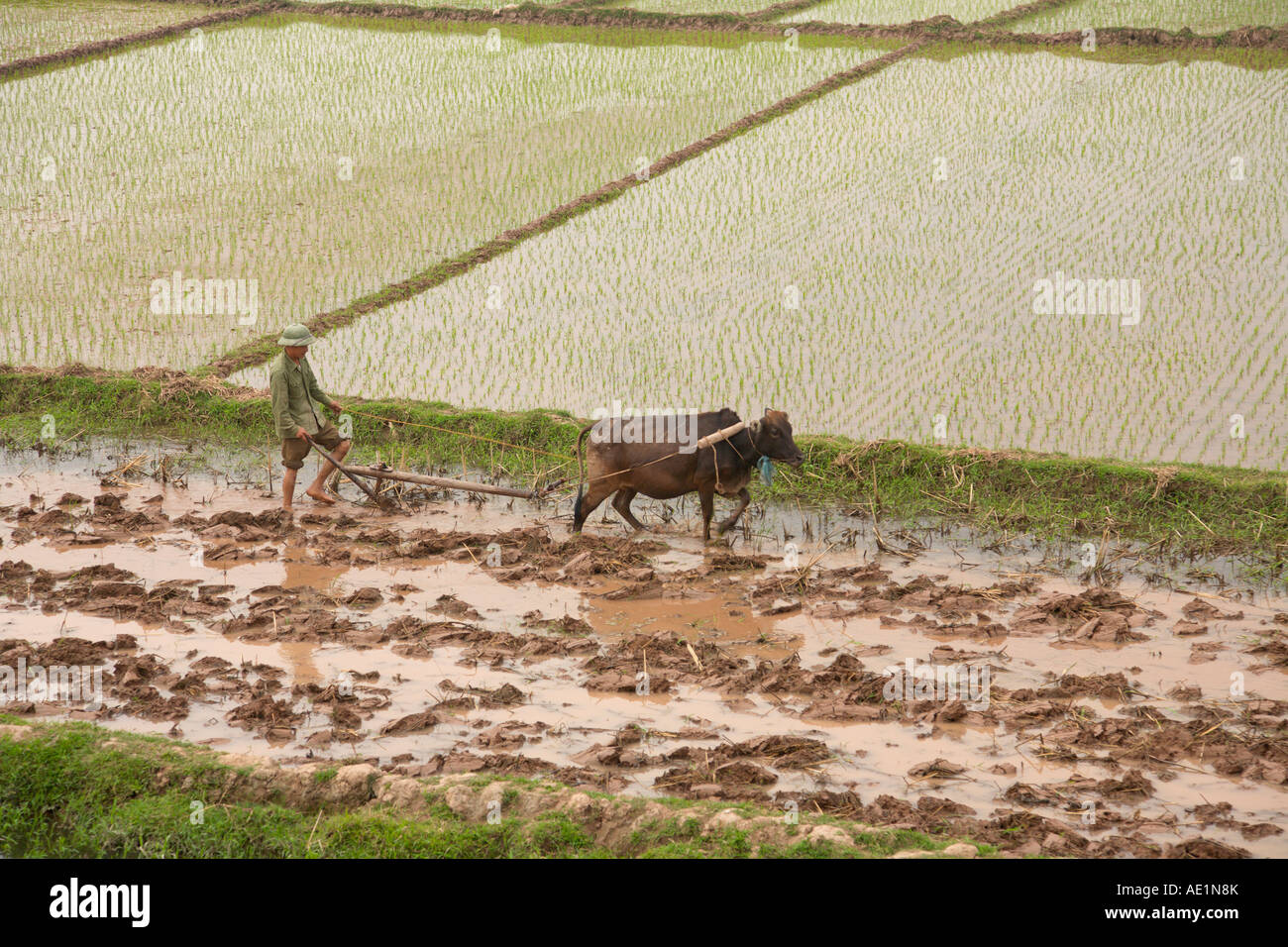 Agriculture farming water buffalo ploughing hi-res stock photography ...
