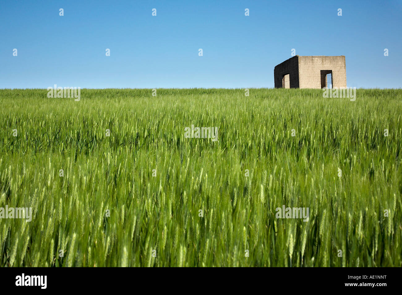 Wheat field with building in the background Stock Photo - Alamy