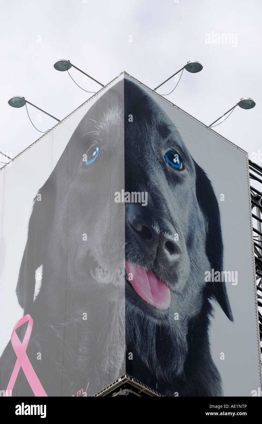 A Labrador Retriever face on a tall billboard in Ginza, Tokyo JP Stock ...