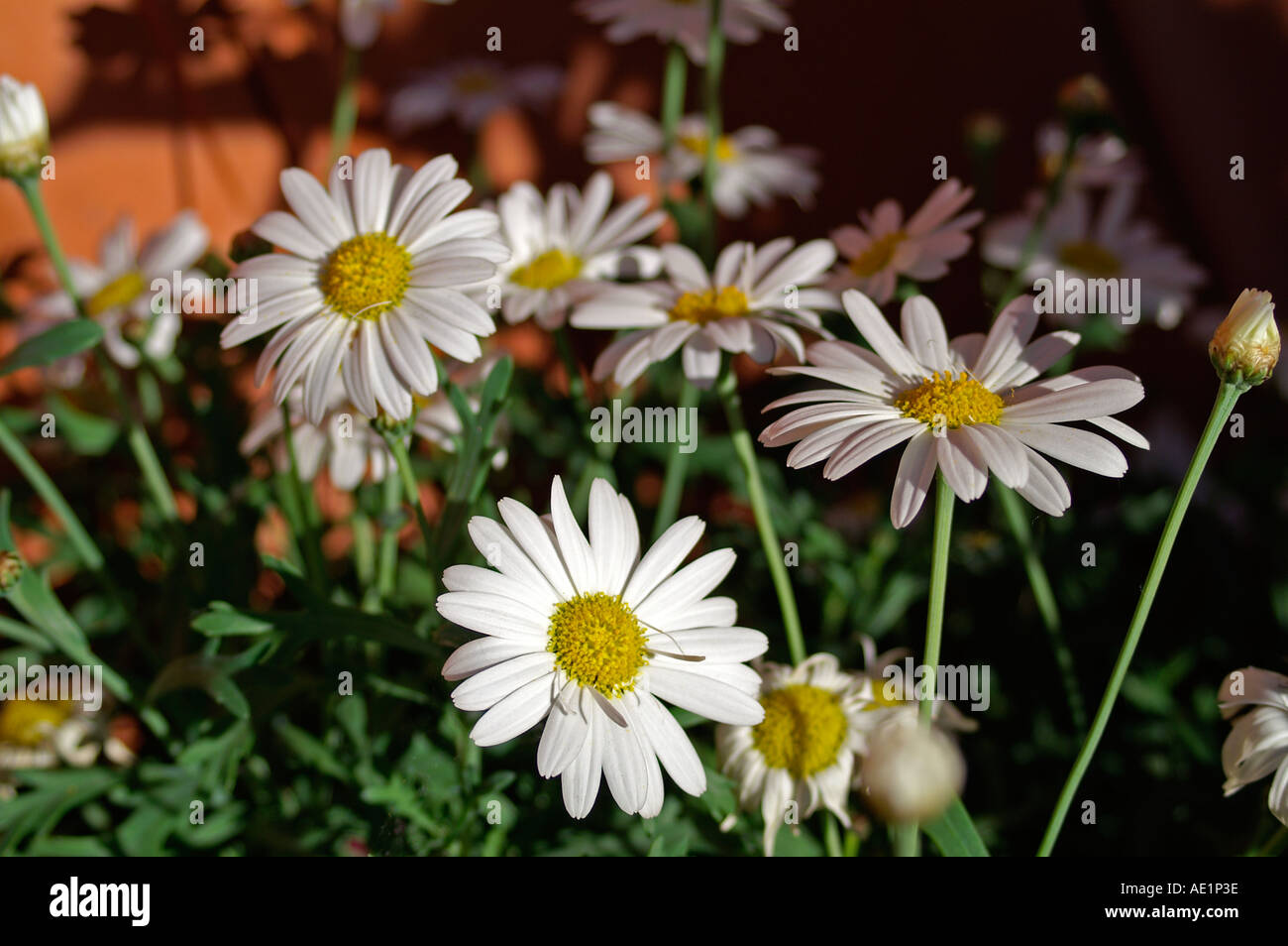 white marguerite flowers Margerite weiss Stock Photo - Alamy