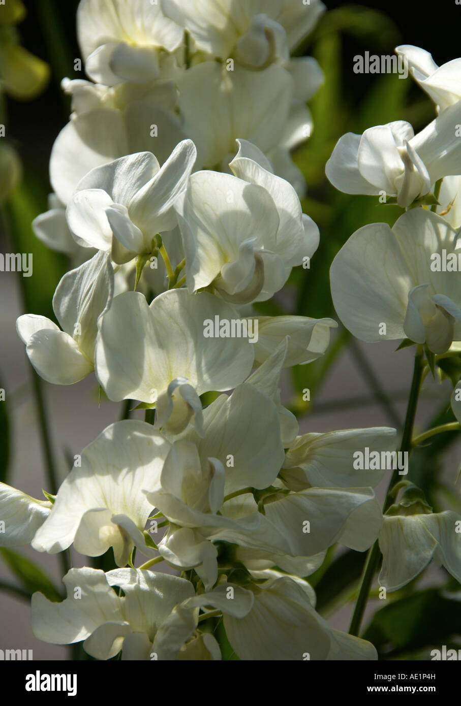Lathyrus latifolius 'White Pearl' Stock Photo - Alamy