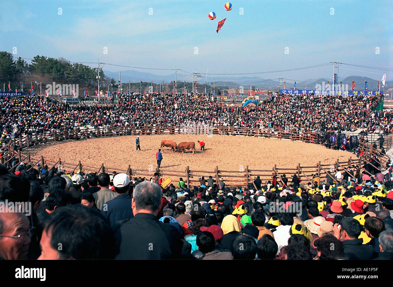 The International Bullfighting Festival in Cheongdo South Korea Stock ...