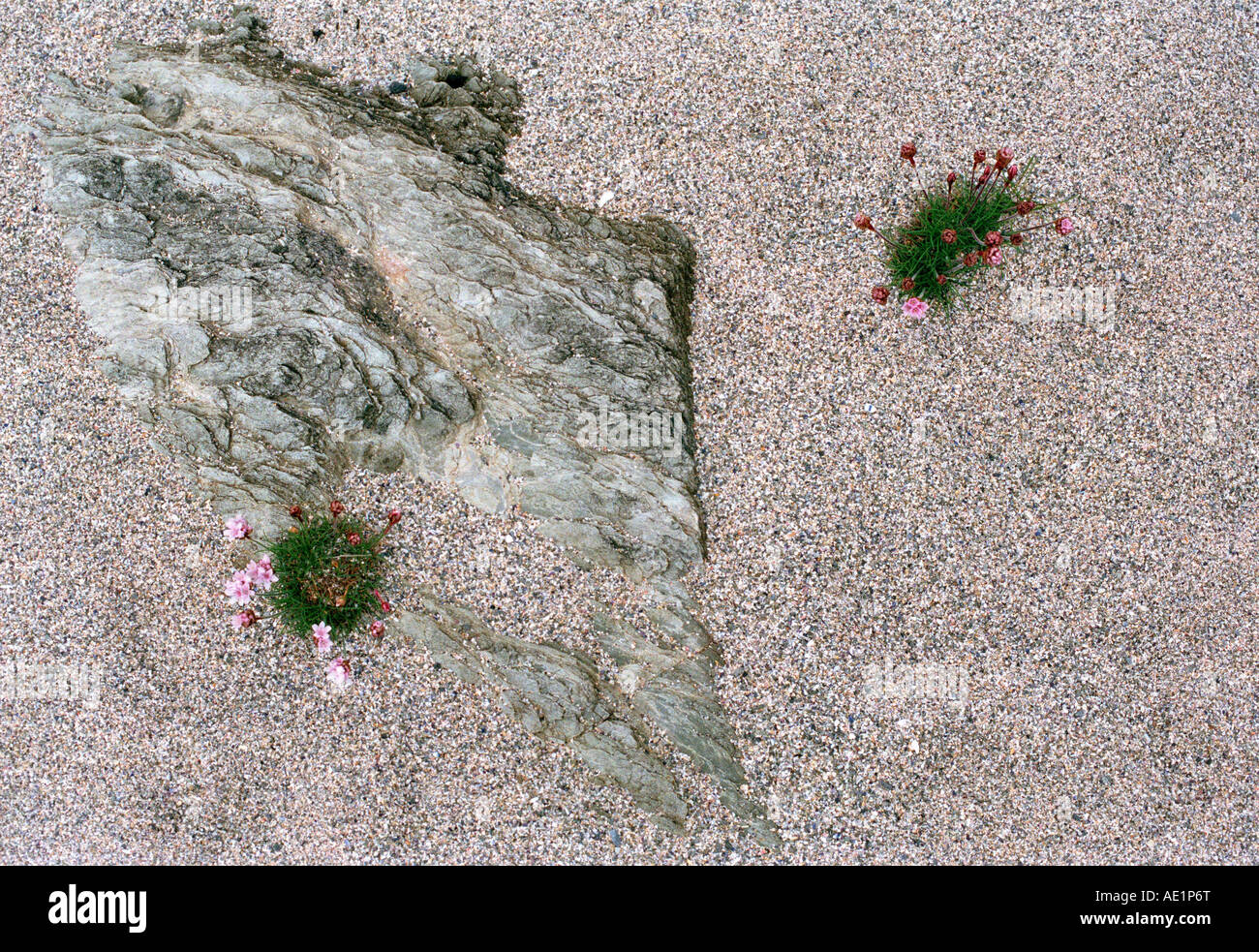 Close up of tiny beach pebbles two sea plants and rocks on a Cornish ...