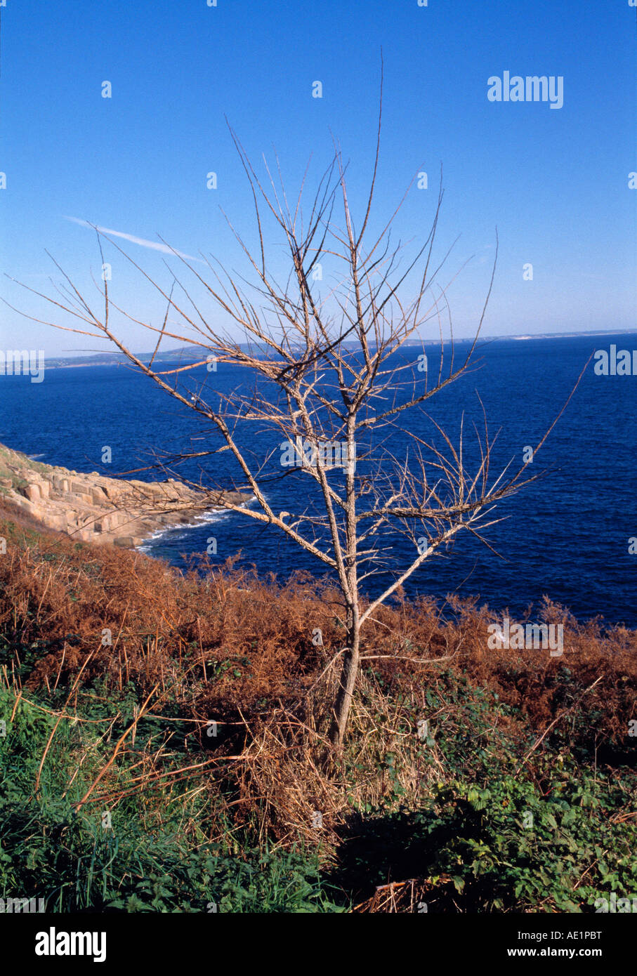 Spring. A lone hawthorn tree on the cliff edge overlooking the sea ...