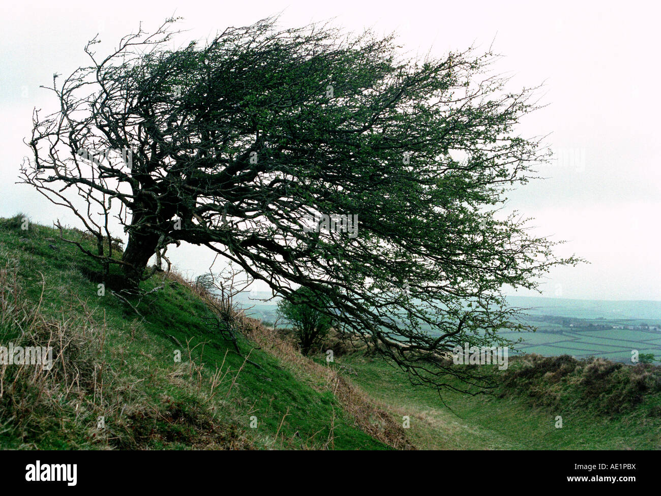 Wind blown hawthorn tree on high ground near St Austell Cornwall UK ...