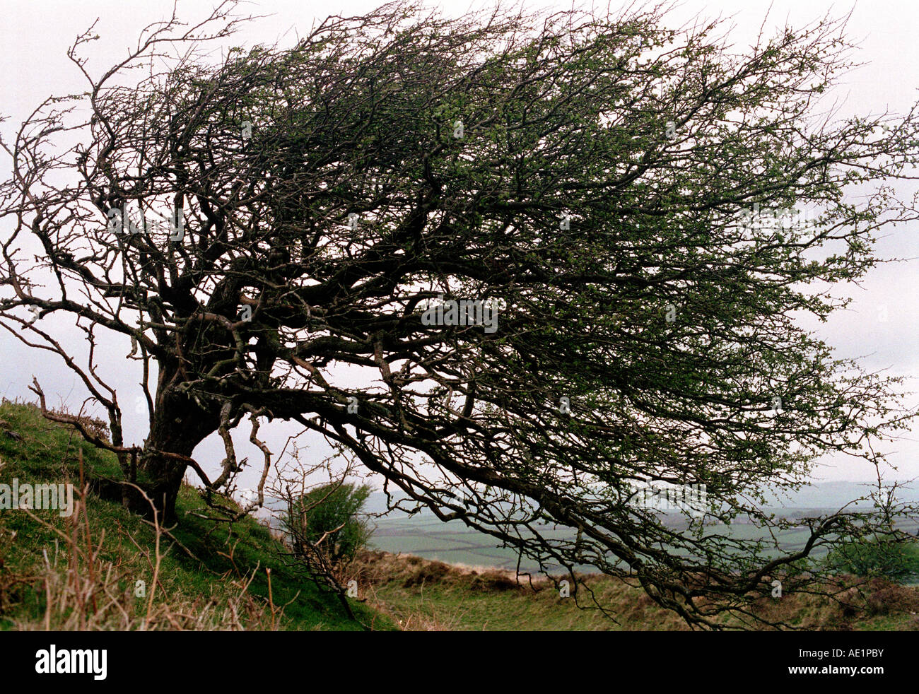 Wind-blown hawthorn tree on high ground near St Austell Cornwall UK ...
