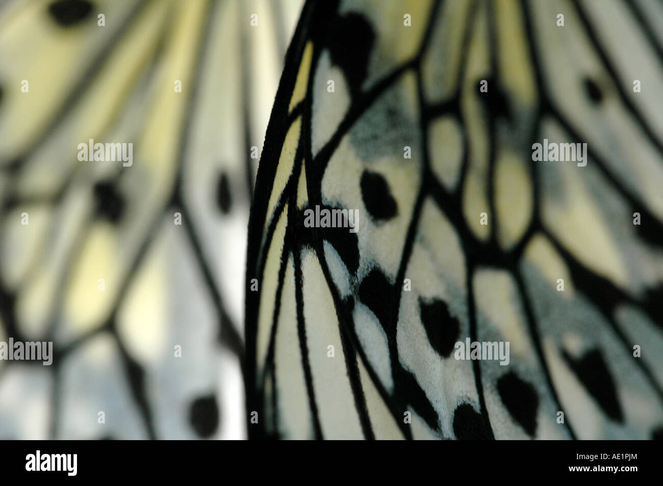 Curve wing hi-res stock photography and images - Alamy