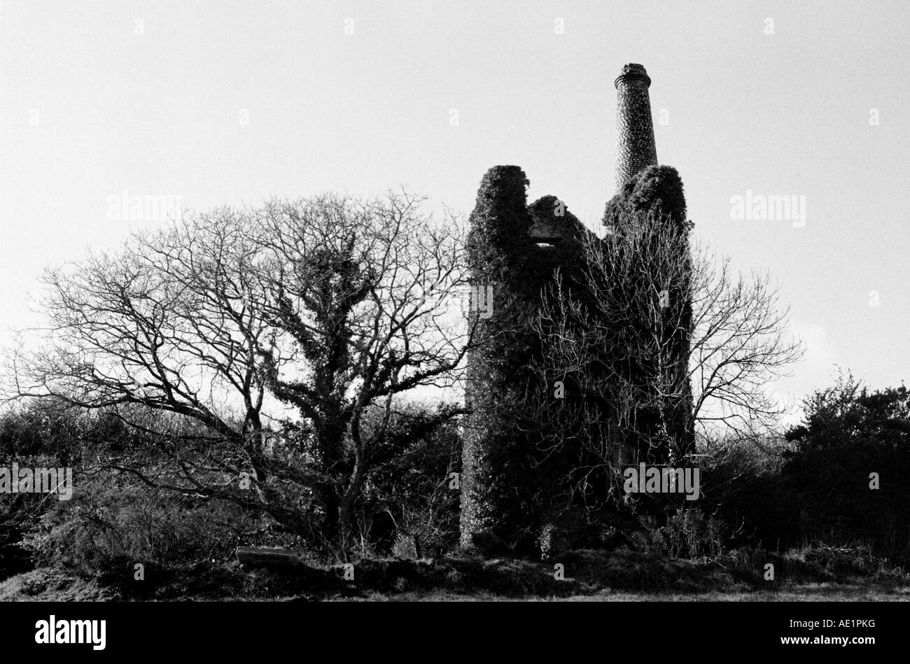 Old tin mine building with tree in field near Polgooth Cornwall 2007 ...