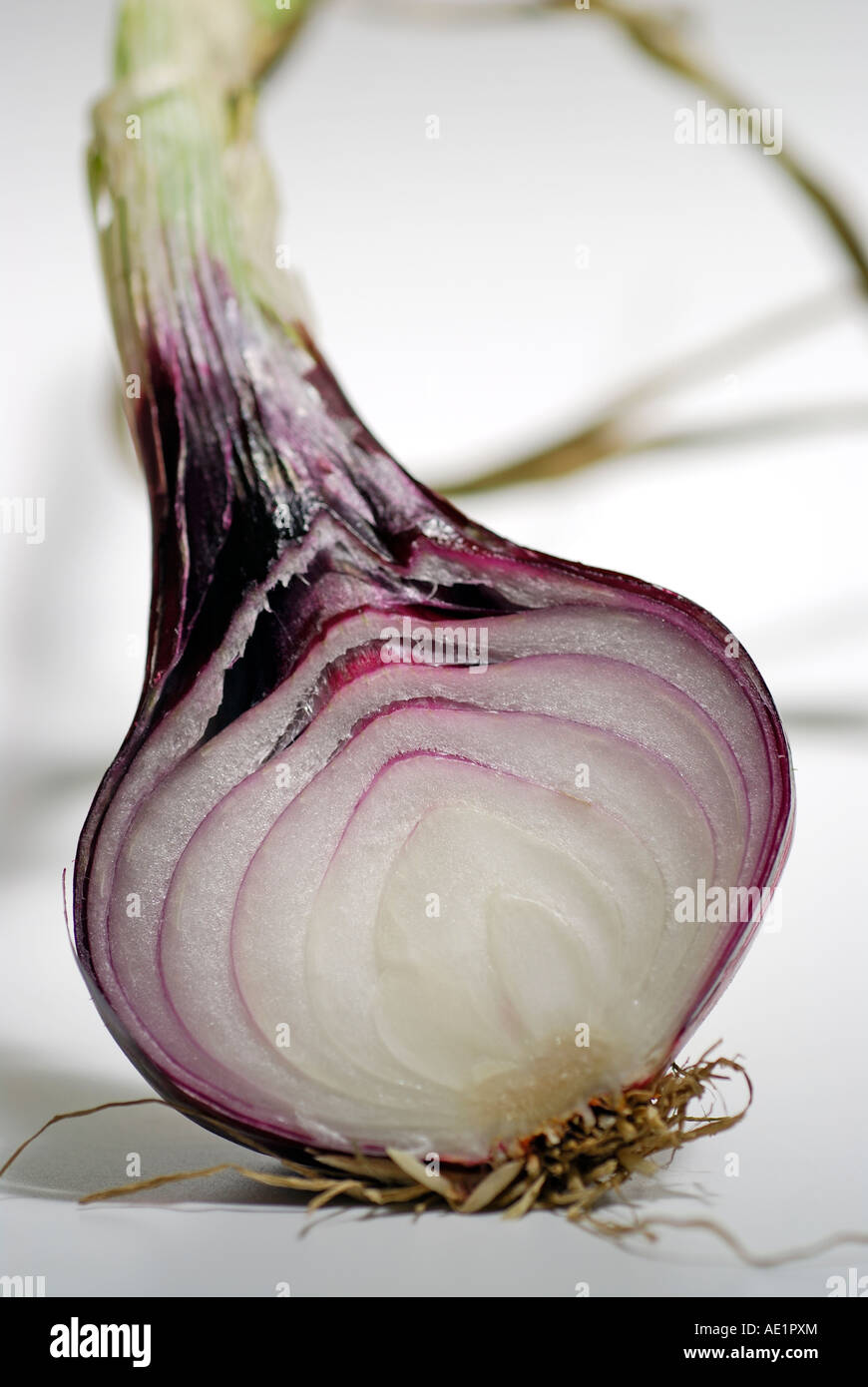 Onion bulb cross section hi-res stock photography and images - Alamy